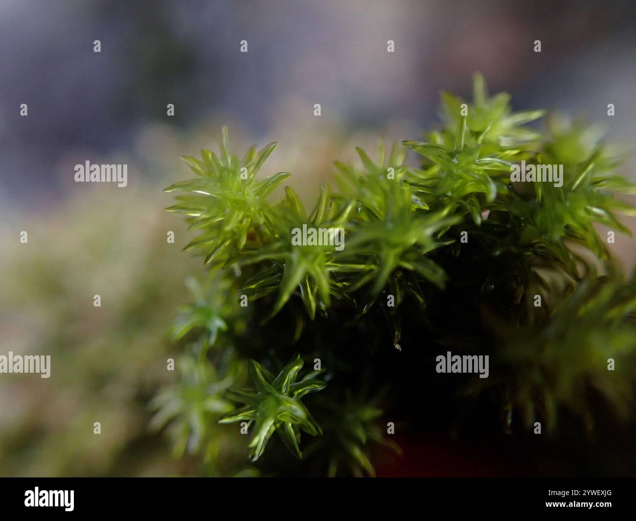 Yellow Fringe-moss (Racomitrium aciculare Stock Photo - Alamy