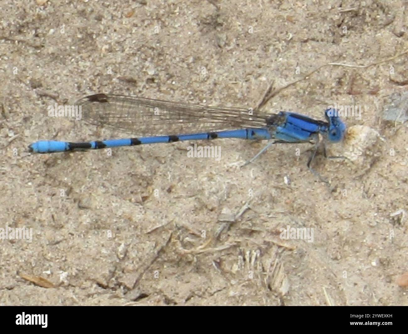 Aztec Dancer (Argia nahuana Stock Photo - Alamy