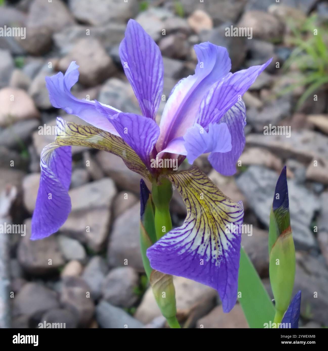 northern blue flag (Iris versicolor Stock Photo - Alamy