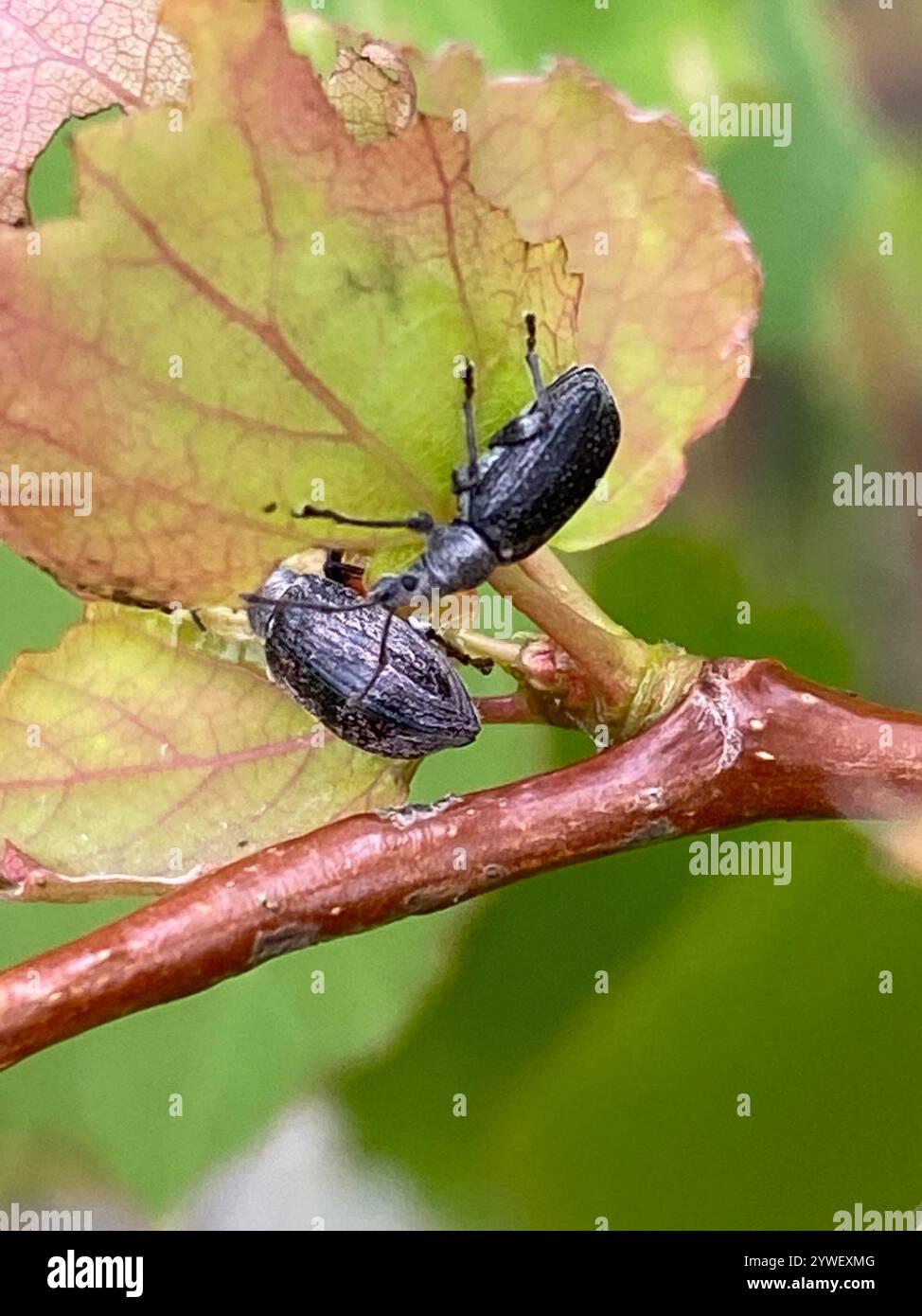 Common Leaf Weevil (Phyllobius pyri Stock Photo - Alamy