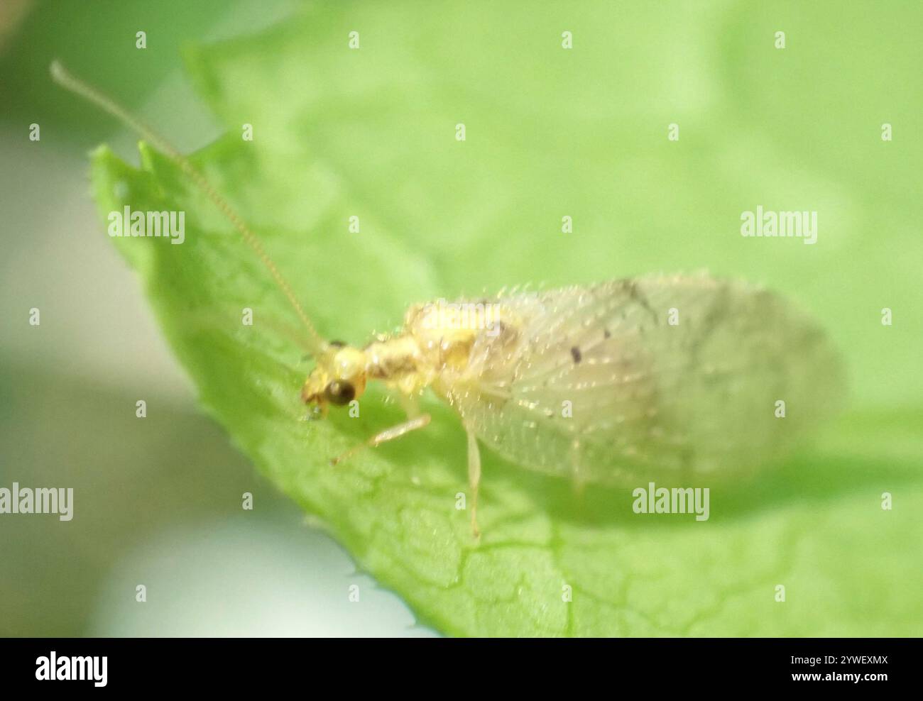 Humulin Brown Lacewing (Hemerobius humulinus Stock Photo - Alamy