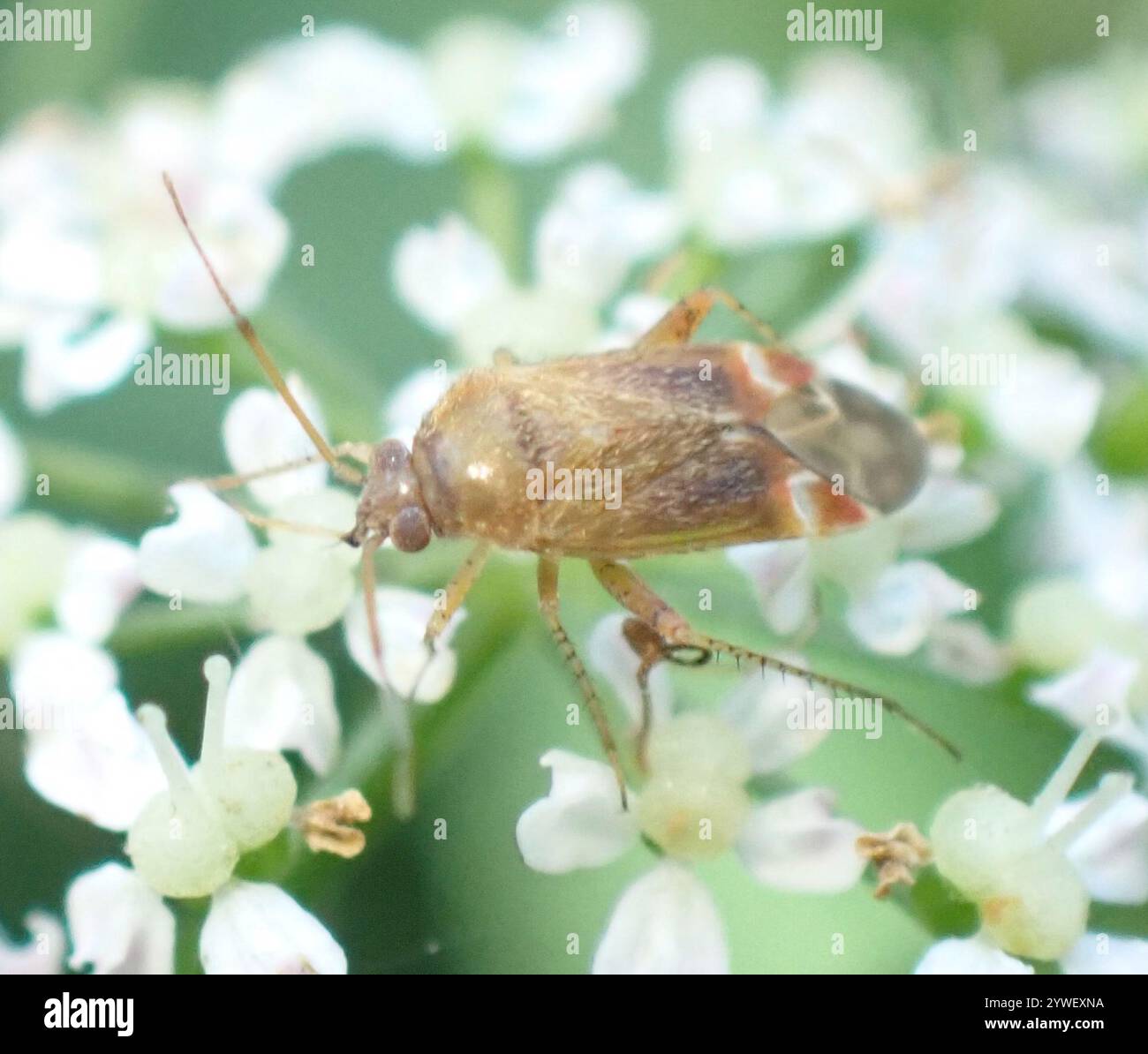 Psallus hi-res stock photography and images - Alamy