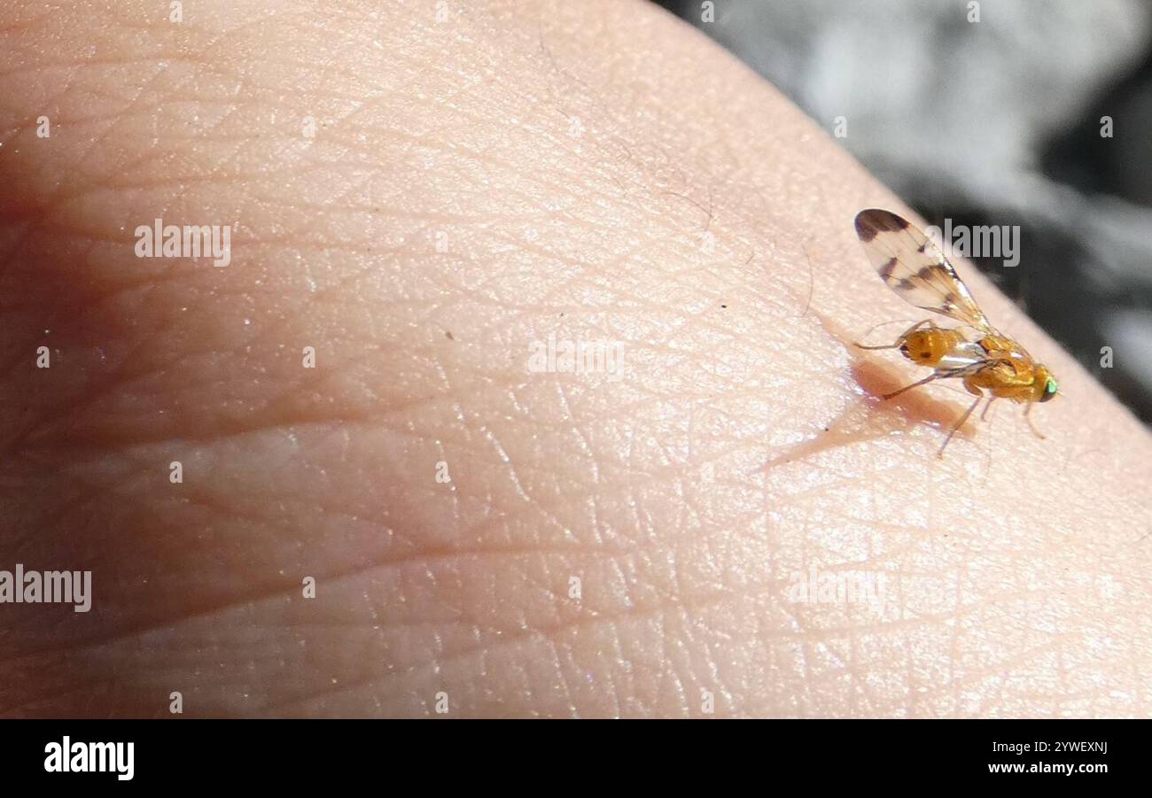 Fruit Flies (Tephritidae Stock Photo - Alamy