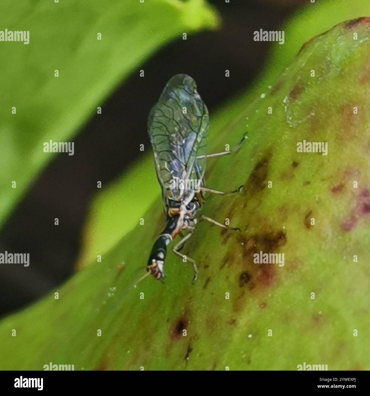 small snakefly (Xanthostigma xanthostigma Stock Photo - Alamy