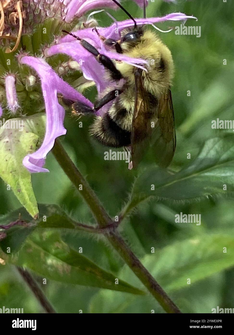 Two-spotted Bumble Bee (Bombus bimaculatus Stock Photo - Alamy