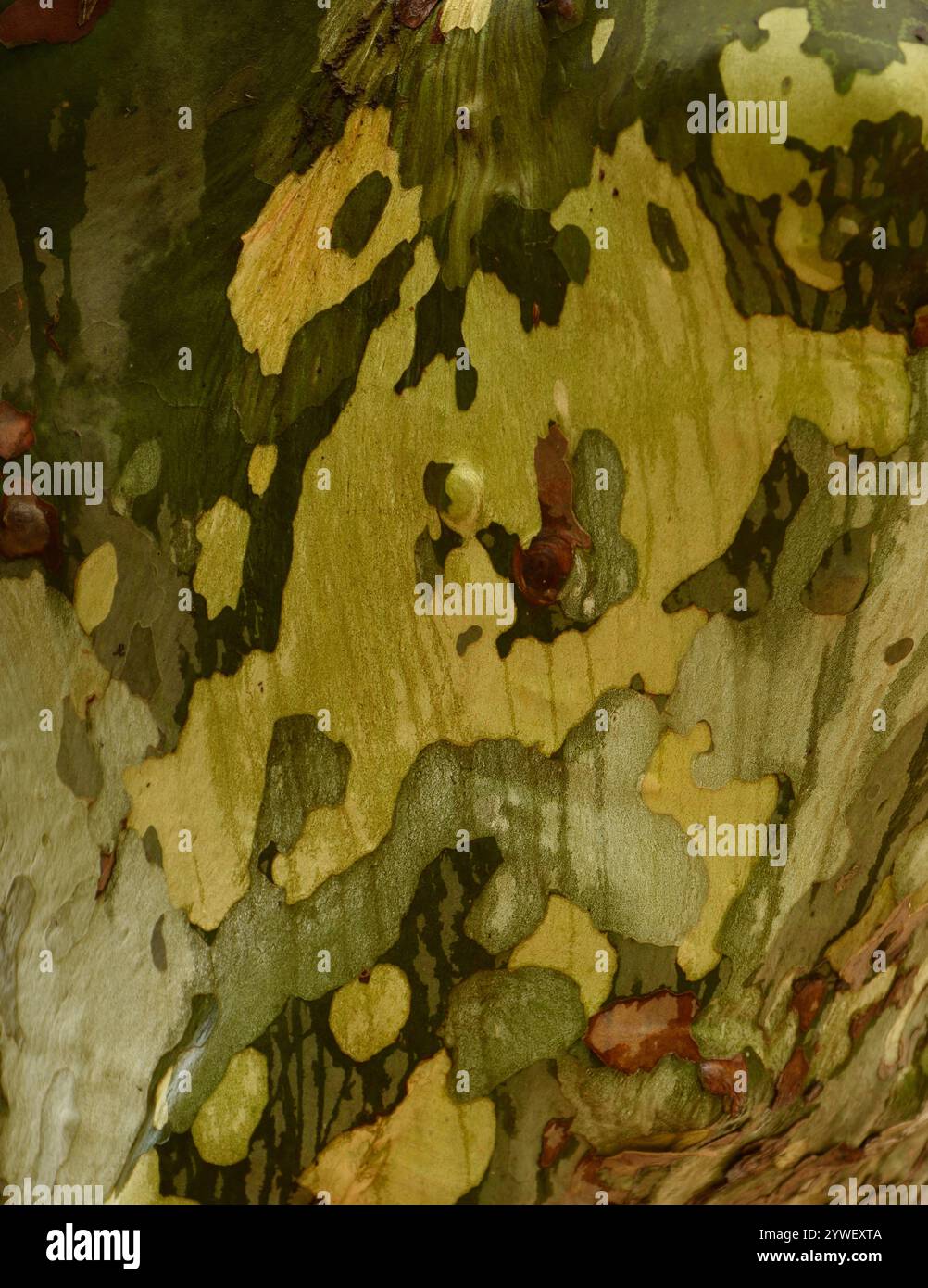Closeup of the colourful patterns on a plane tree's bark Stock Photo ...