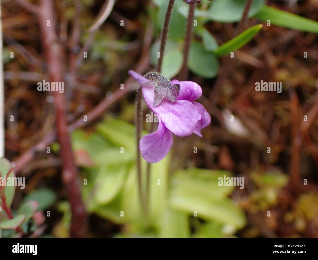 Common Butterwort (Pinguicula vulgaris Stock Photo - Alamy