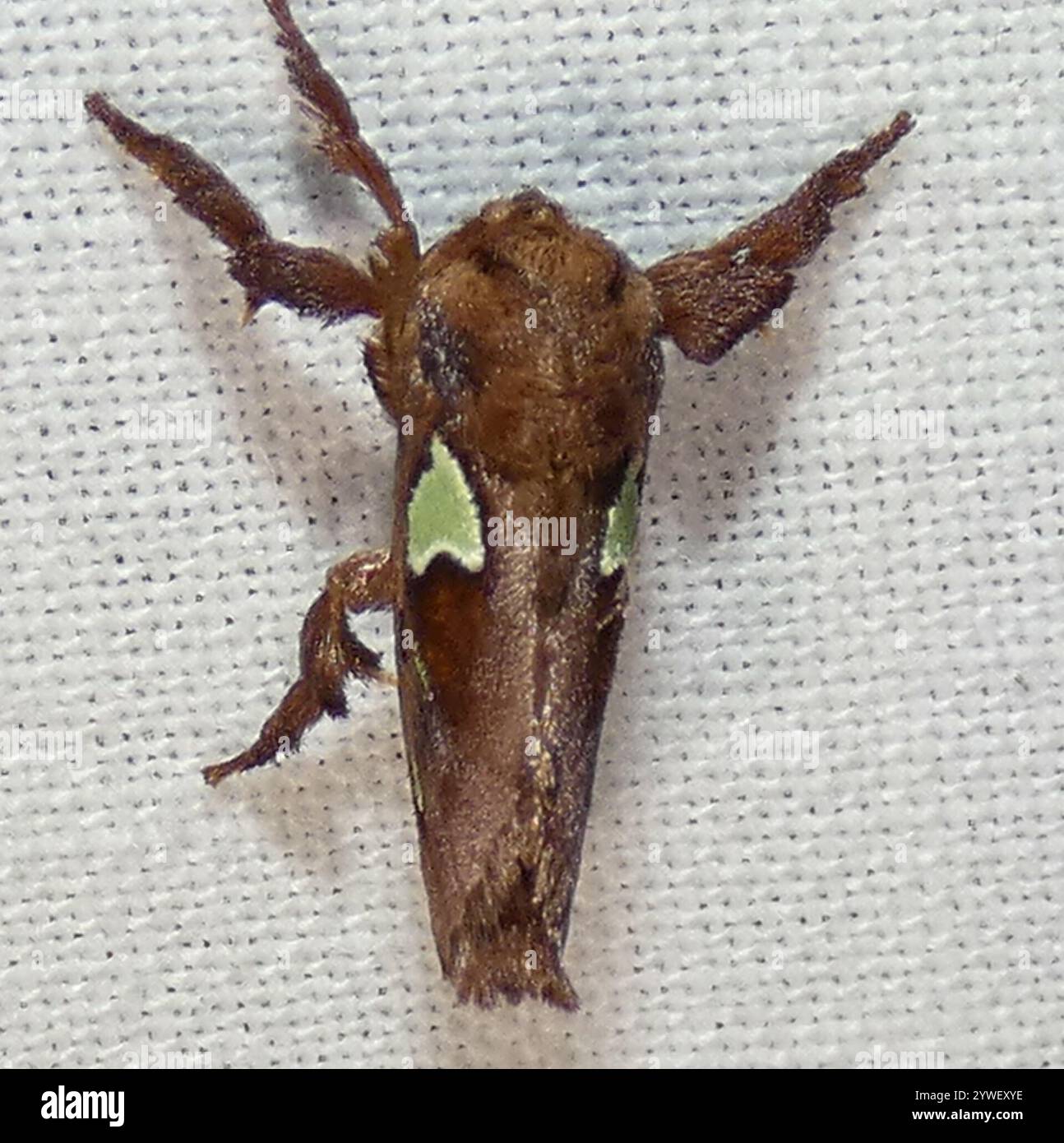 Spiny oak slug hi-res stock photography and images - Alamy