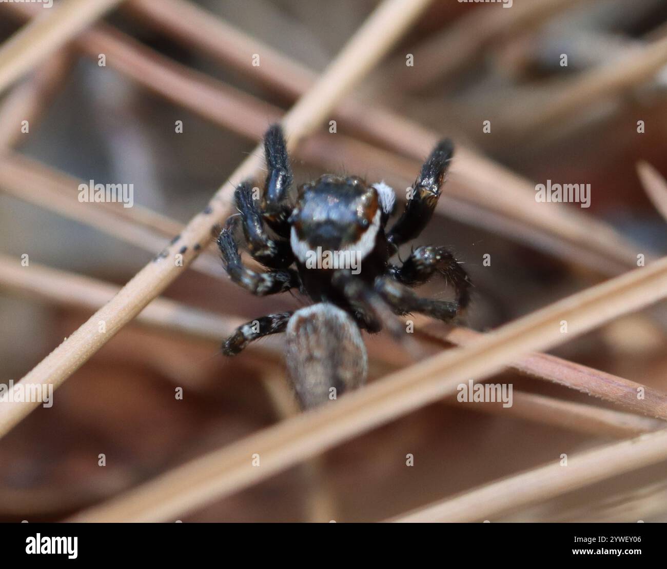 Mediterranean white-banded spider (Evarcha jucunda Stock Photo - Alamy