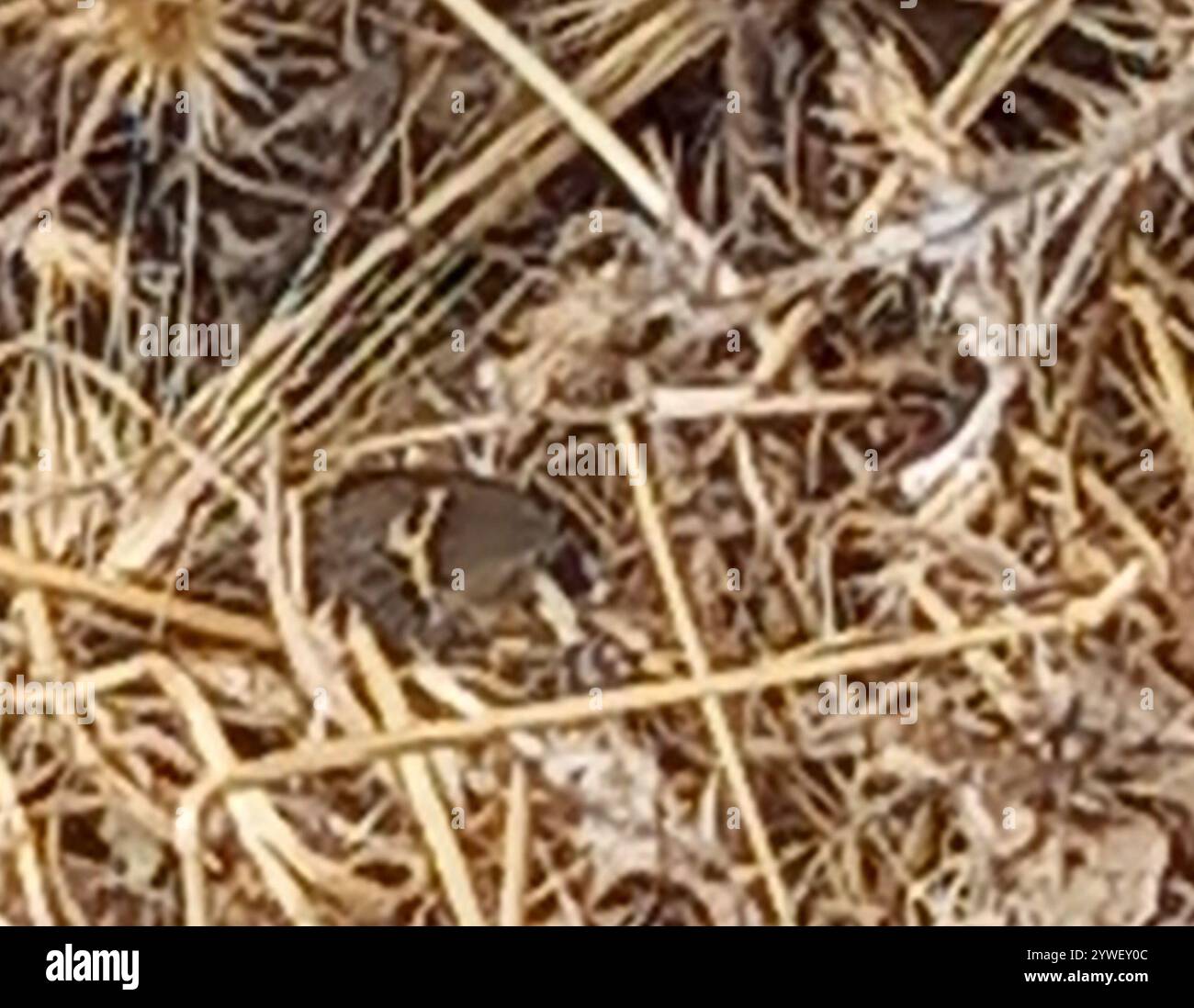 Spanish Gatekeeper (Pyronia bathseba Stock Photo - Alamy