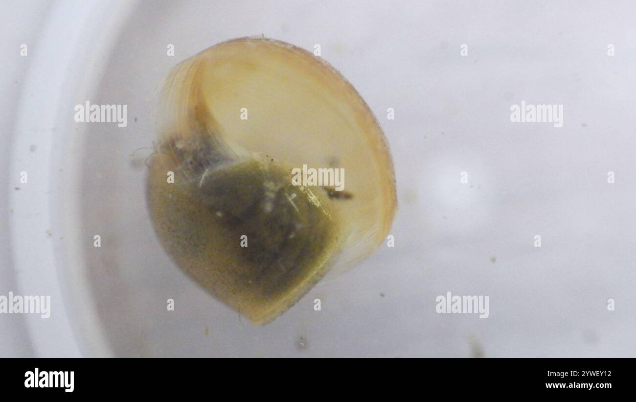 Ramshorn snails (Planorbidae Stock Photo - Alamy