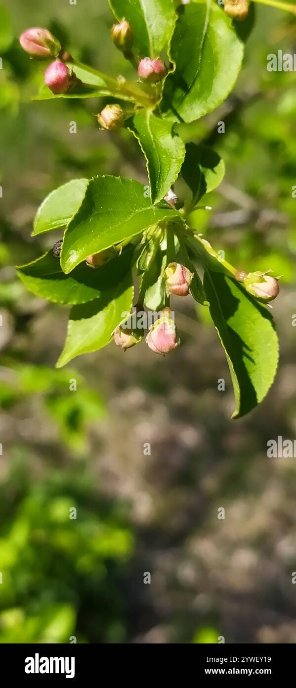 Siberian crabapple (Malus baccata Stock Photo - Alamy