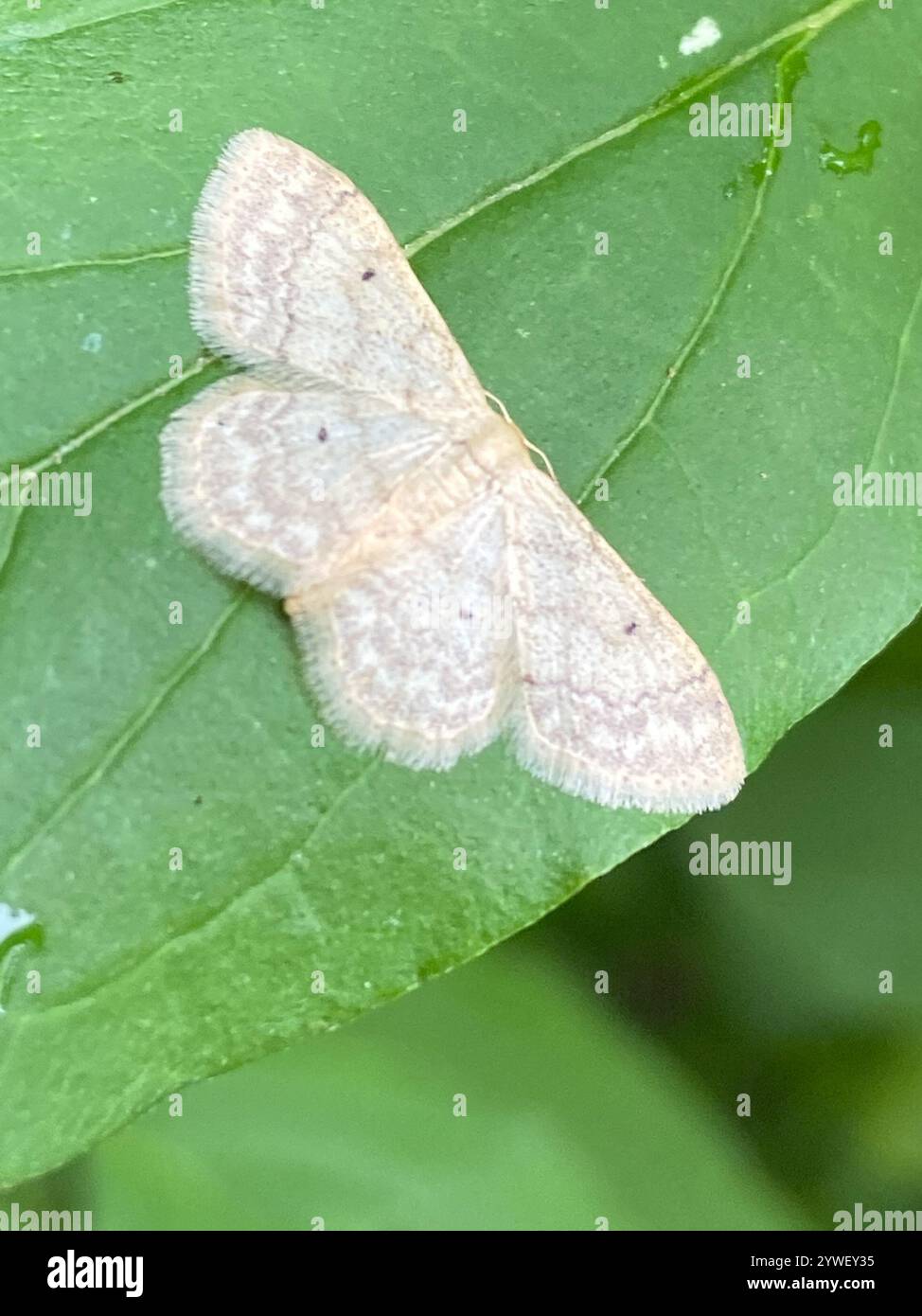 Small Fan-footed Wave (Idaea biselata Stock Photo - Alamy