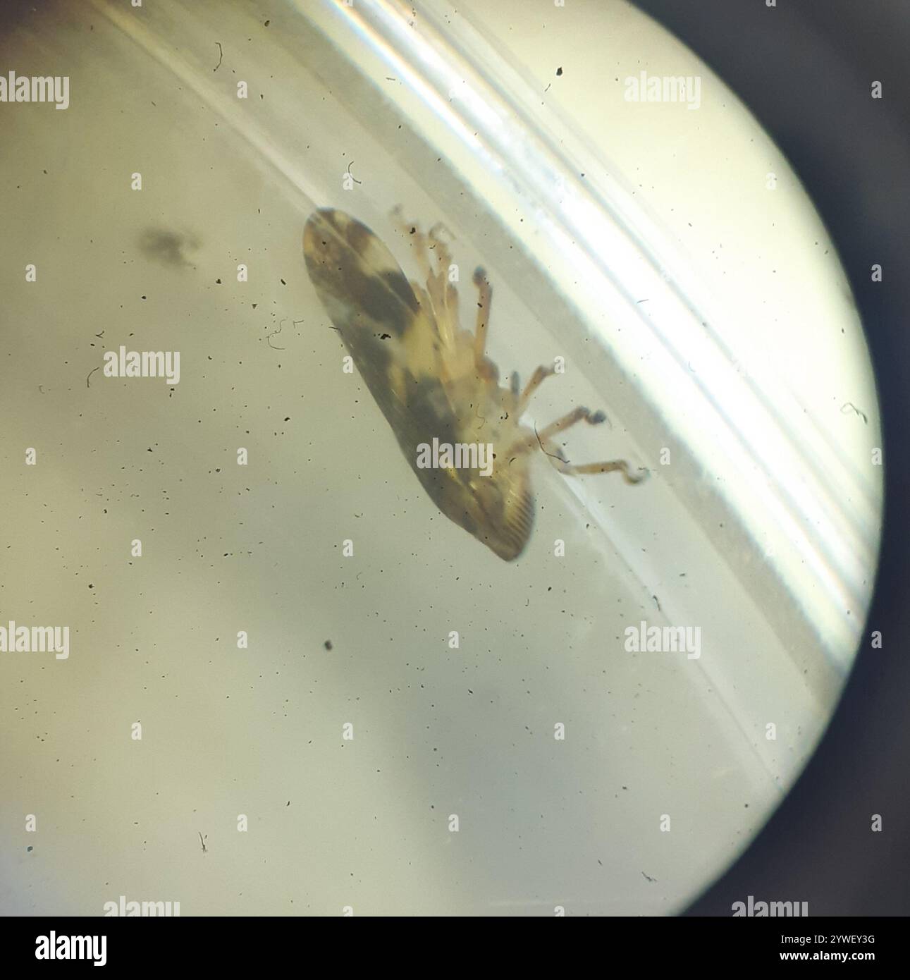 Meadow Spittlebug (Philaenus spumarius Stock Photo - Alamy