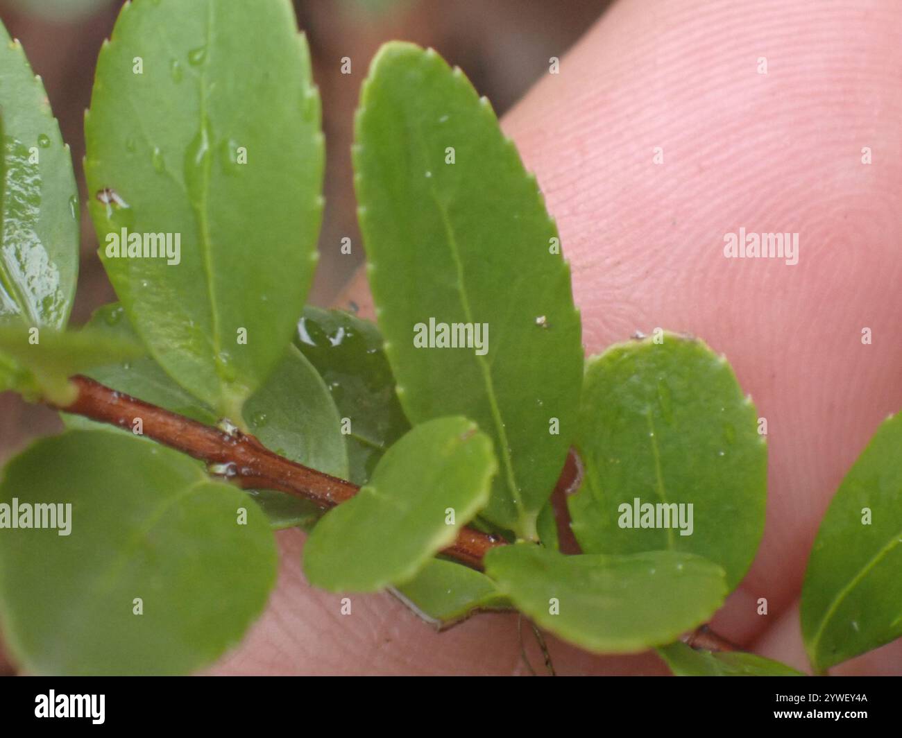 Oregon Boxwood (Paxistima myrsinites Stock Photo - Alamy