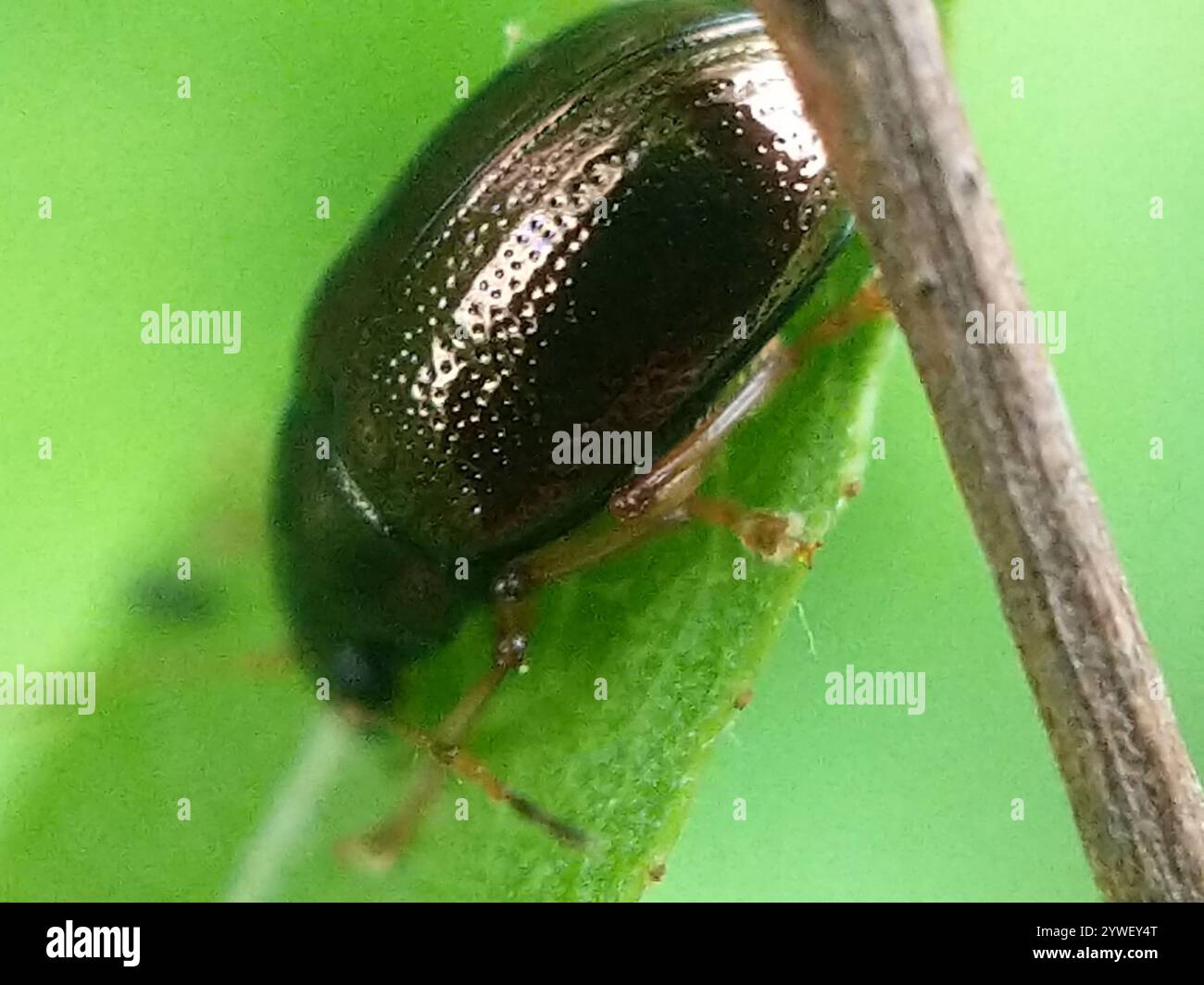 Leaf Beetles (Chrysomelidae Stock Photo - Alamy