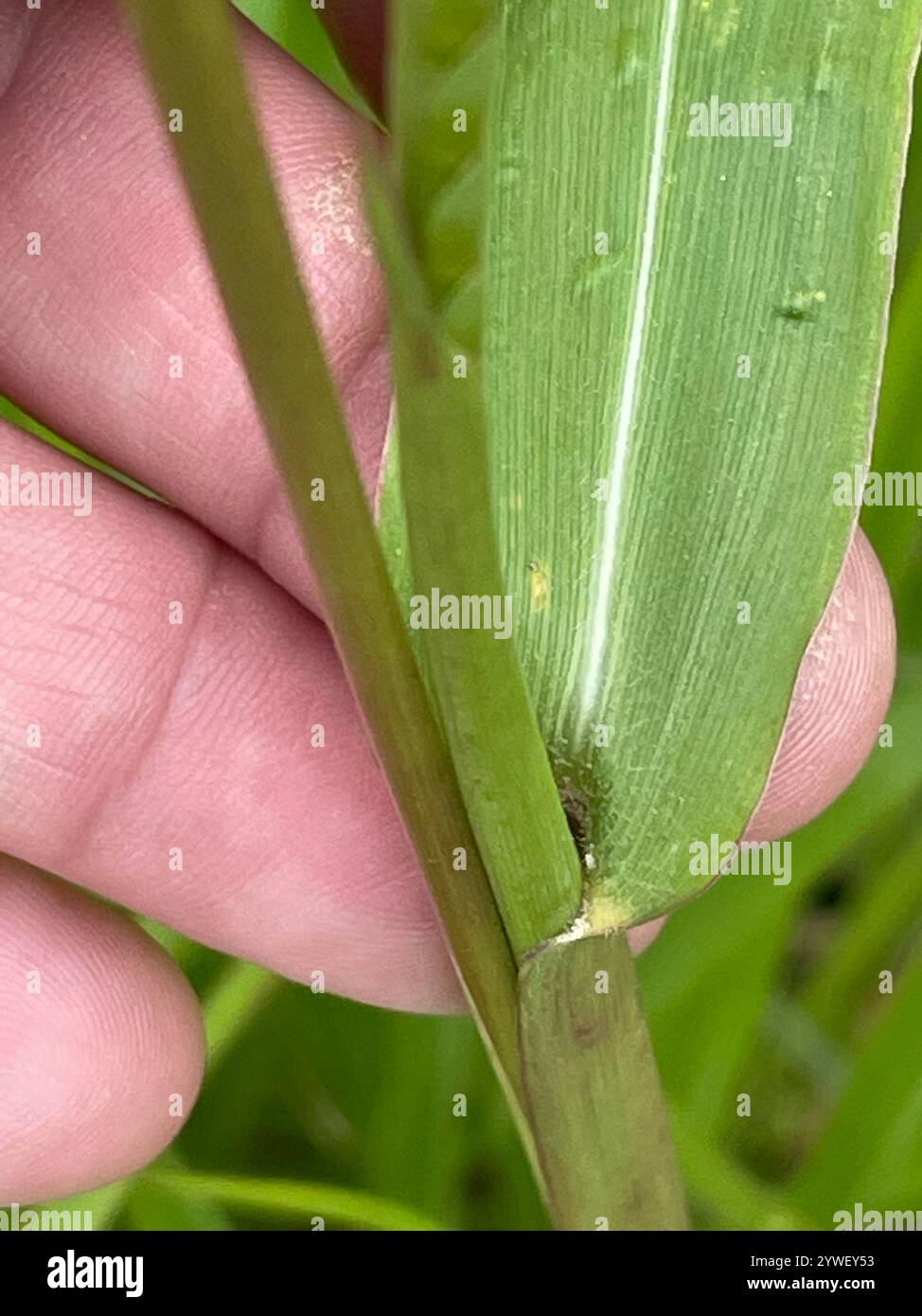 eastern gamagrass (Tripsacum dactyloides Stock Photo - Alamy