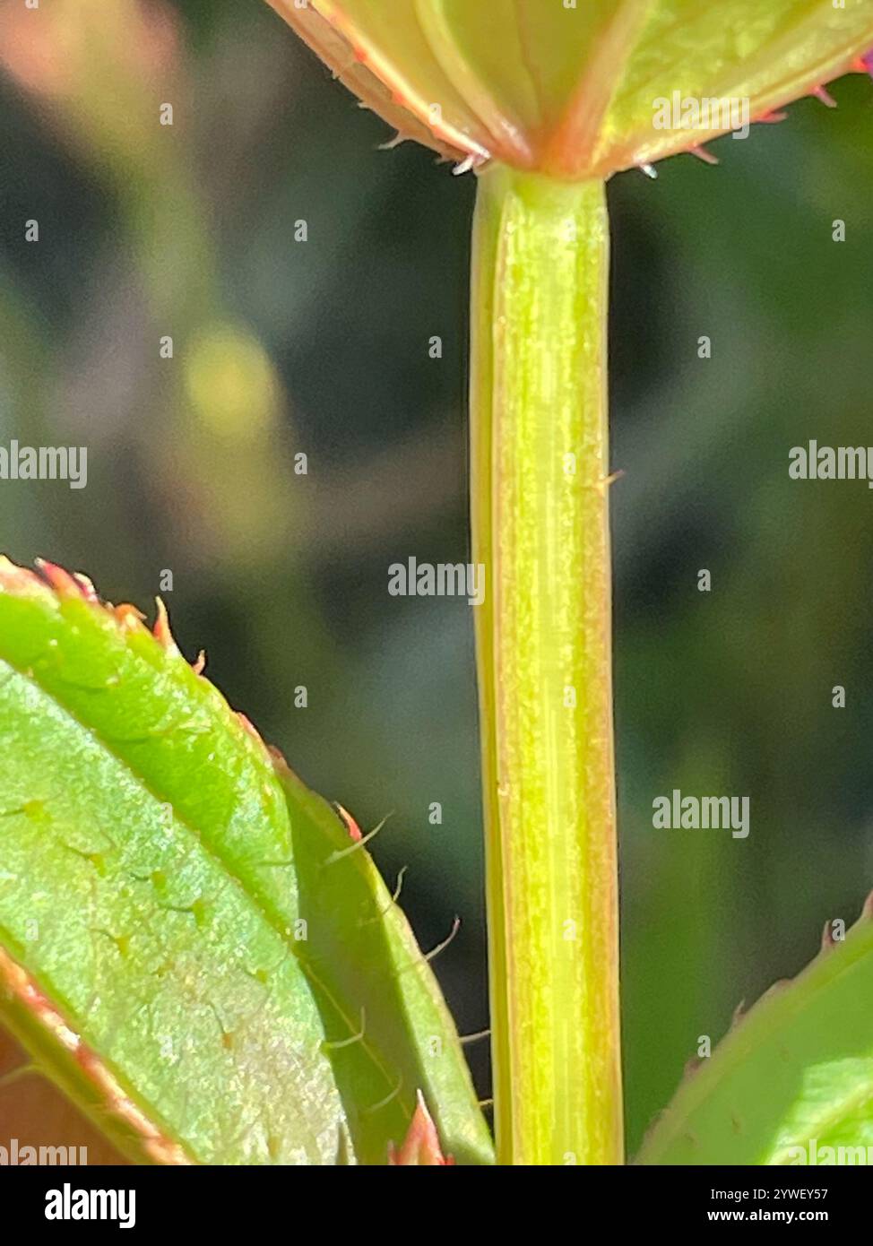 Maid Marian (Rhexia nashii Stock Photo - Alamy