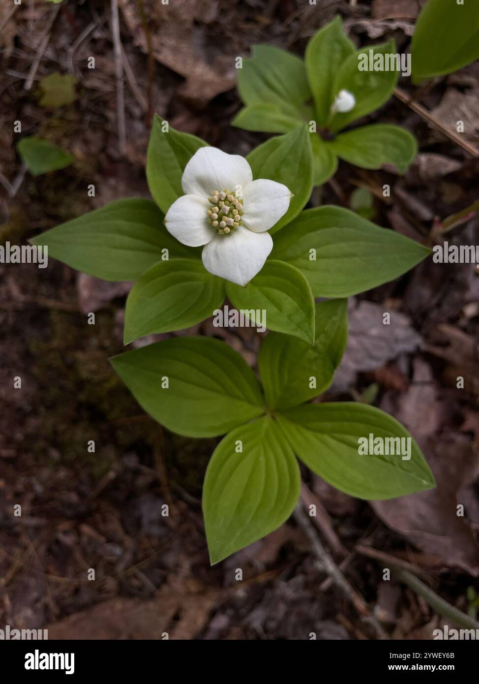 Canadian bunchberry (Cornus canadensis Stock Photo - Alamy