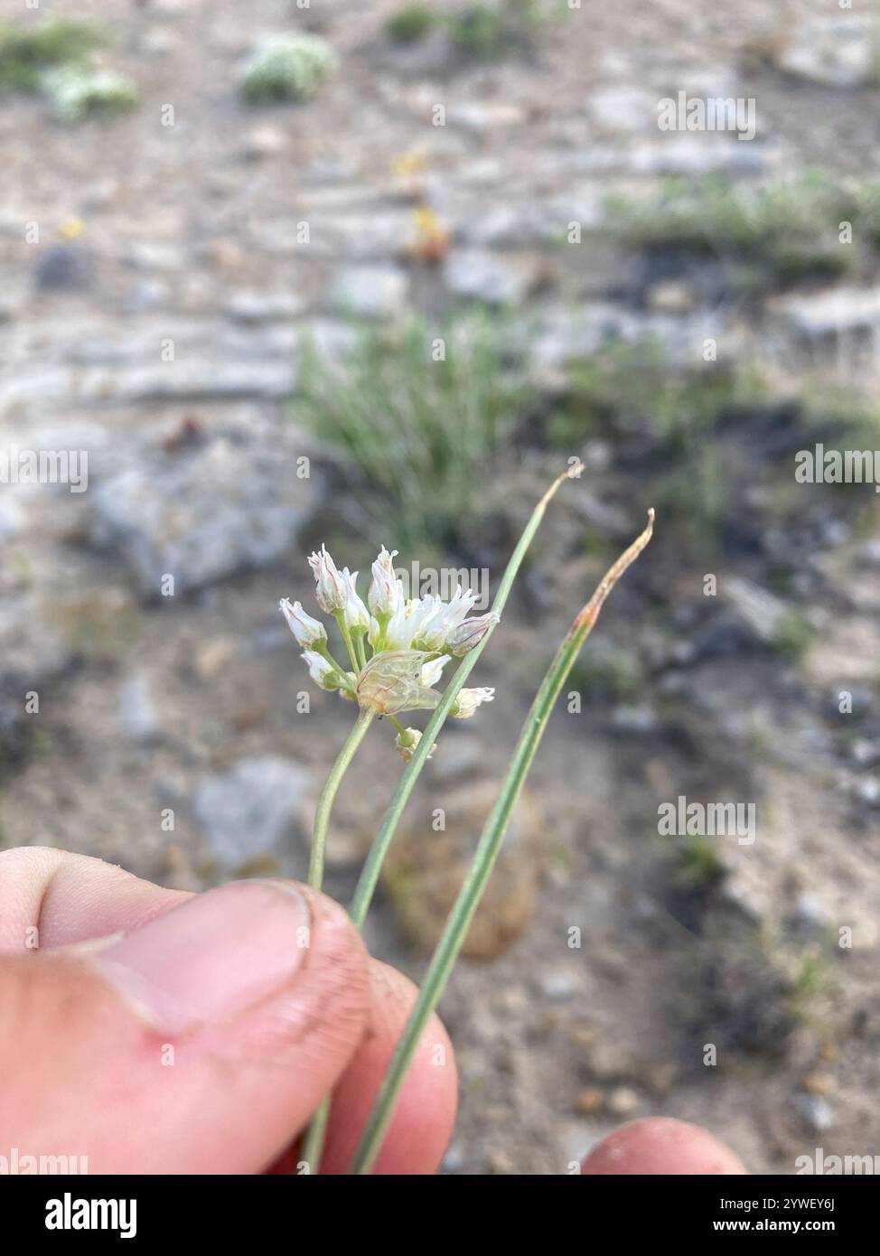 Textile onion (Allium textile Stock Photo - Alamy