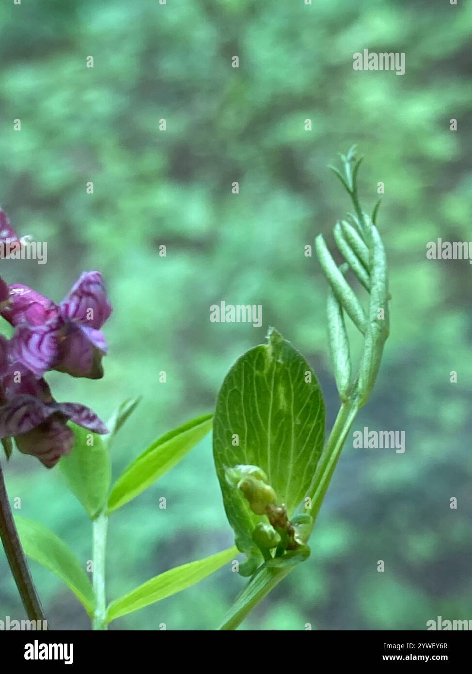 Pisiform grass-pea (Lathyrus pisiformis Stock Photo - Alamy