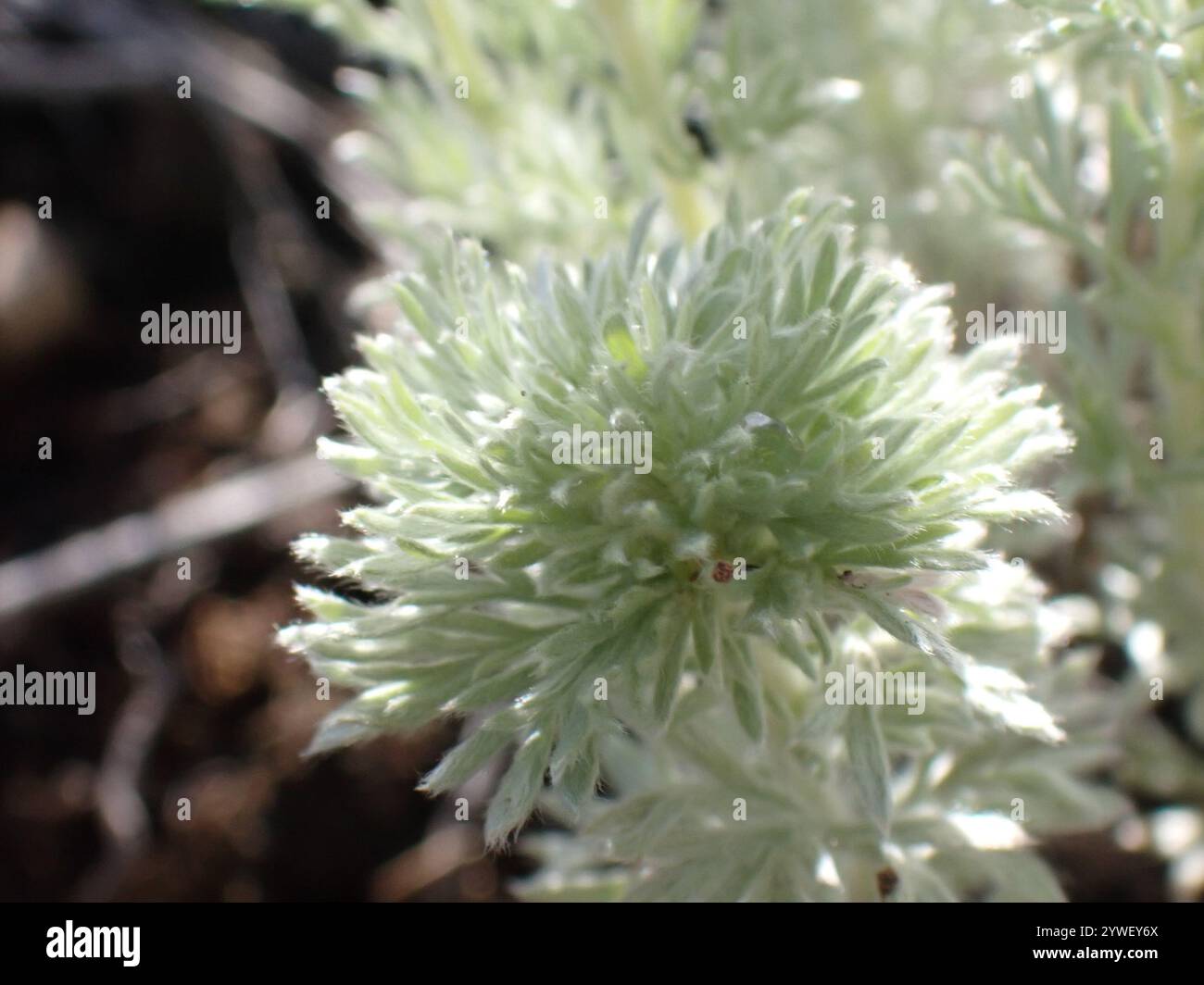 Artemisia frigida hi-res stock photography and images - Alamy