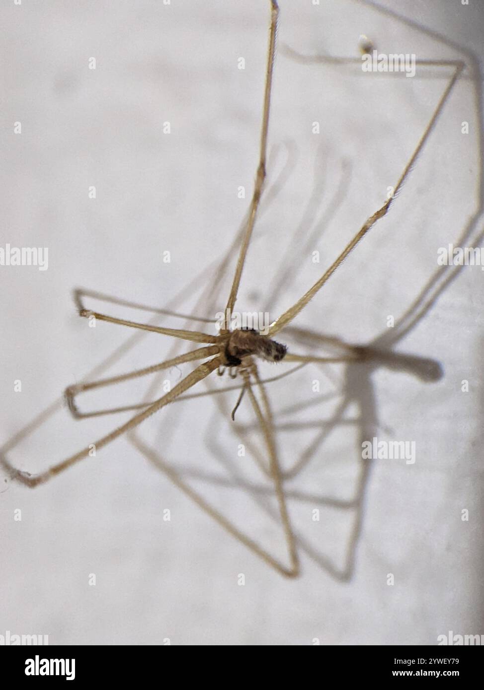 Common Cellar Spiders (Pholcus Stock Photo - Alamy