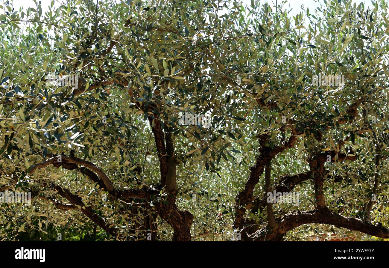 The delicate leaves of an olive tree seen from below Stock Photo - Alamy
