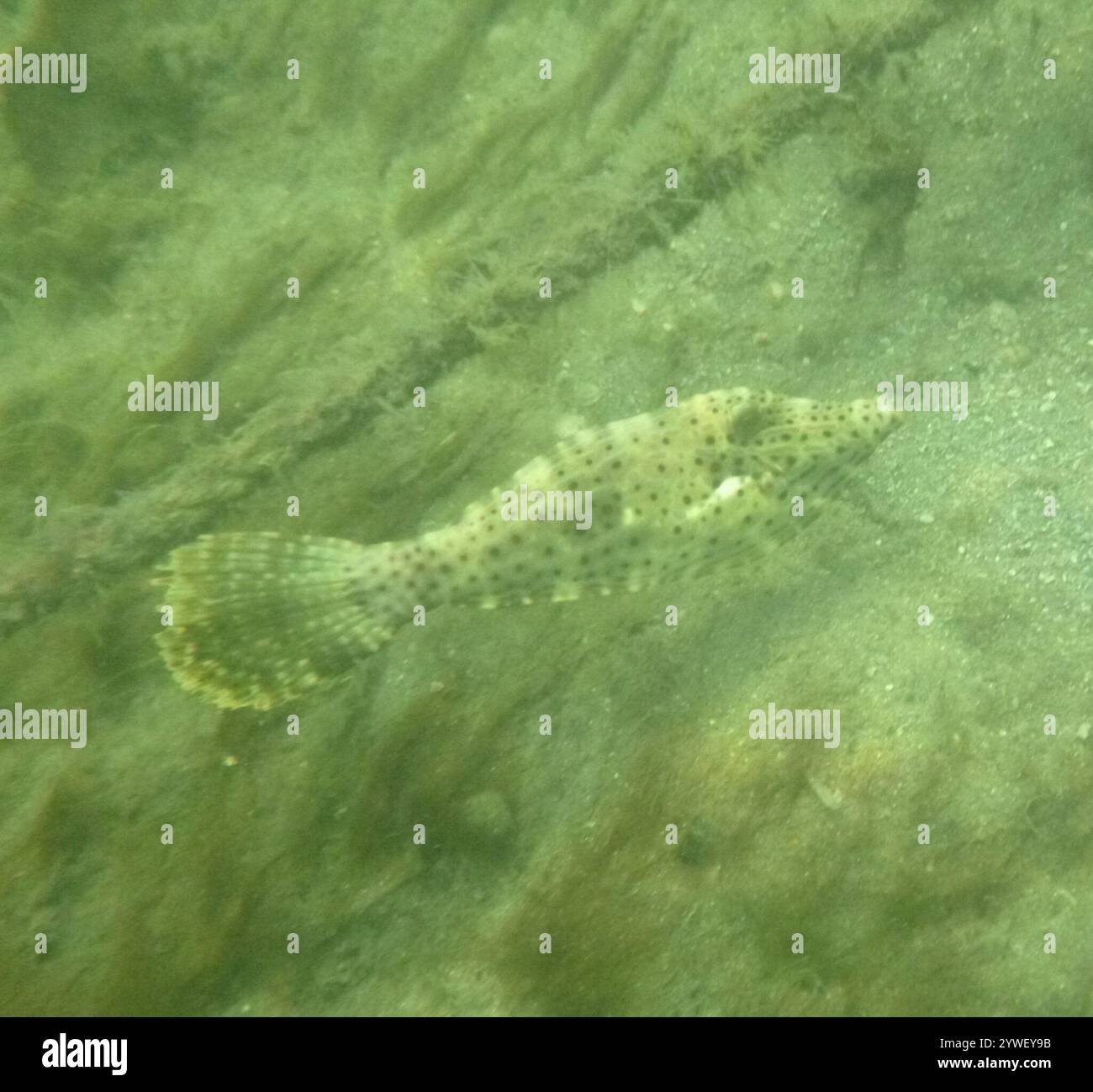 Scrawled Filefish (Aluterus scriptus Stock Photo - Alamy