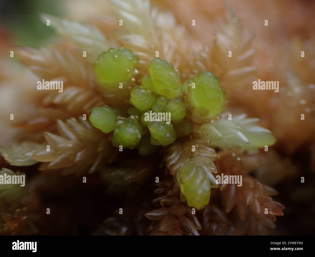 Papillose Peatmoss (Sphagnum papillosum Stock Photo - Alamy