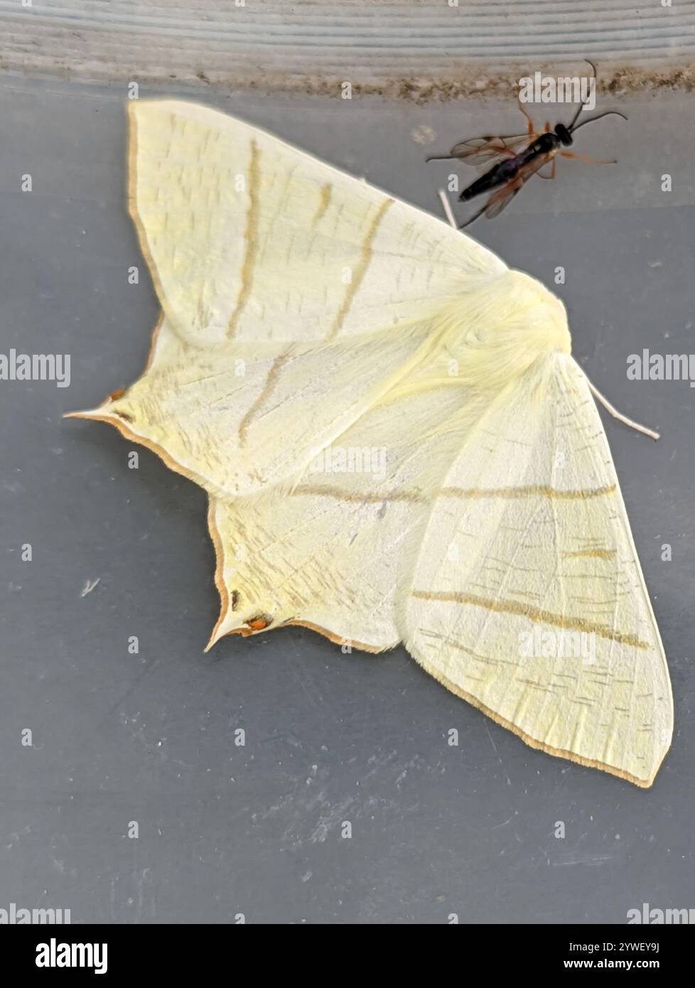 Swallow-tailed Moth (Ourapteryx sambucaria Stock Photo - Alamy