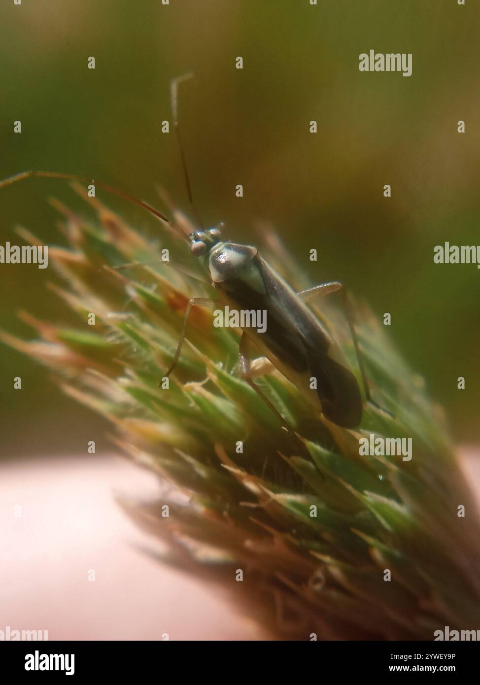 Two-spotted Grass Bug (Stenotus binotatus Stock Photo - Alamy
