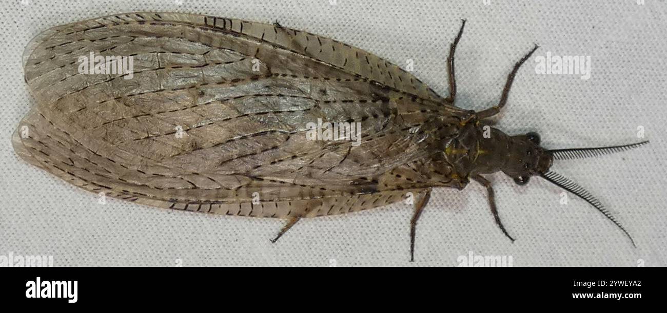 Summer Fishfly (Chauliodes pectinicornis Stock Photo - Alamy