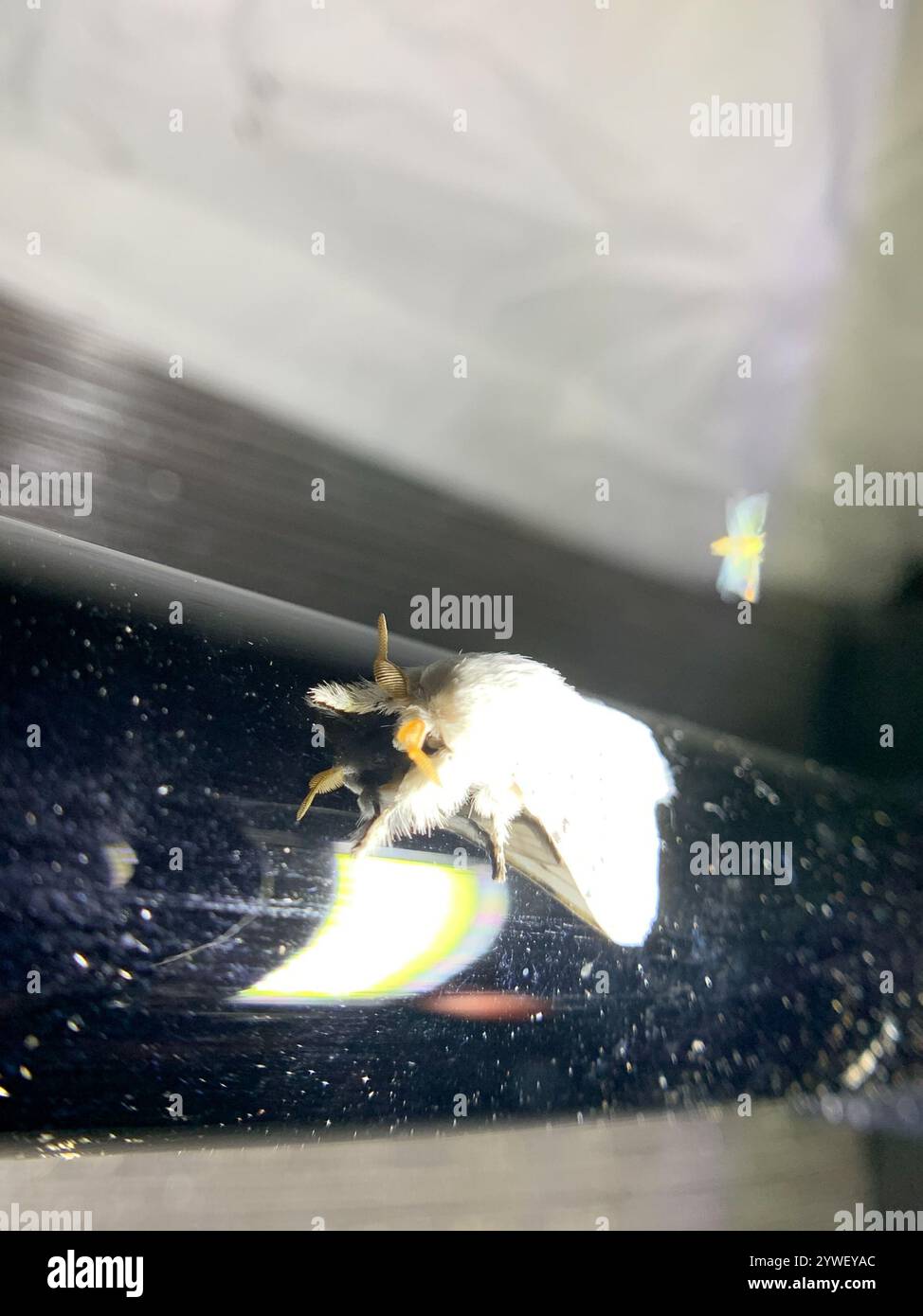 Dot-lined White (Artace cribrarius Stock Photo - Alamy