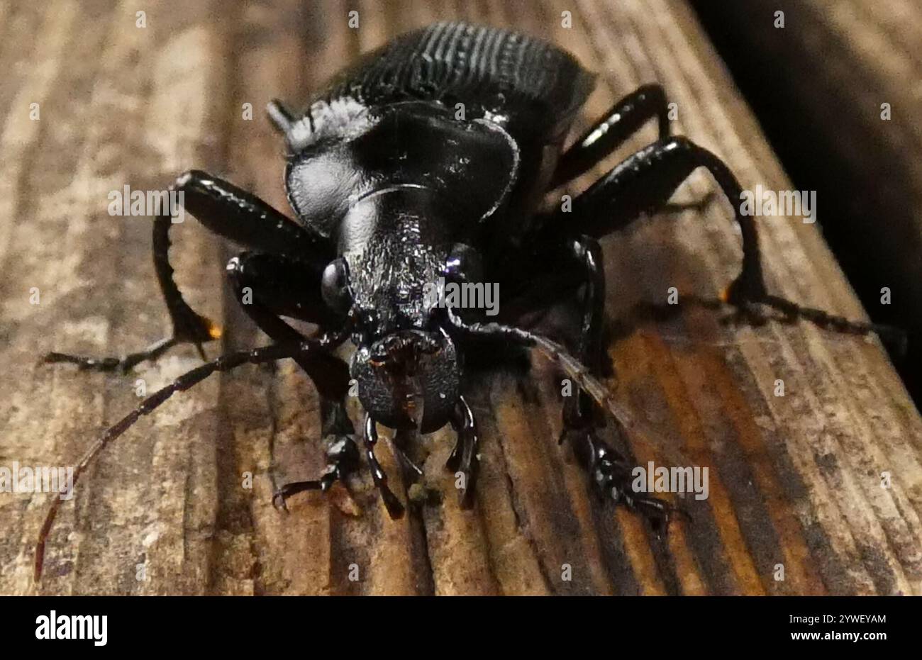Black Caterpillar Hunter (Calosoma sayi Stock Photo - Alamy