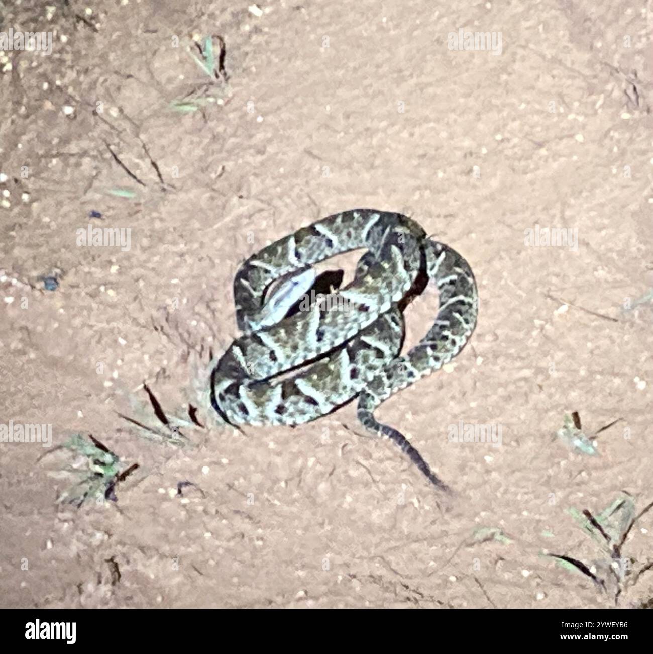 Common Lancehead (Bothrops atrox Stock Photo - Alamy