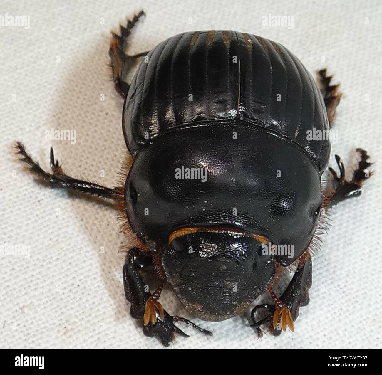 Carolina Dung Beetle (Dichotomius carolinus Stock Photo - Alamy