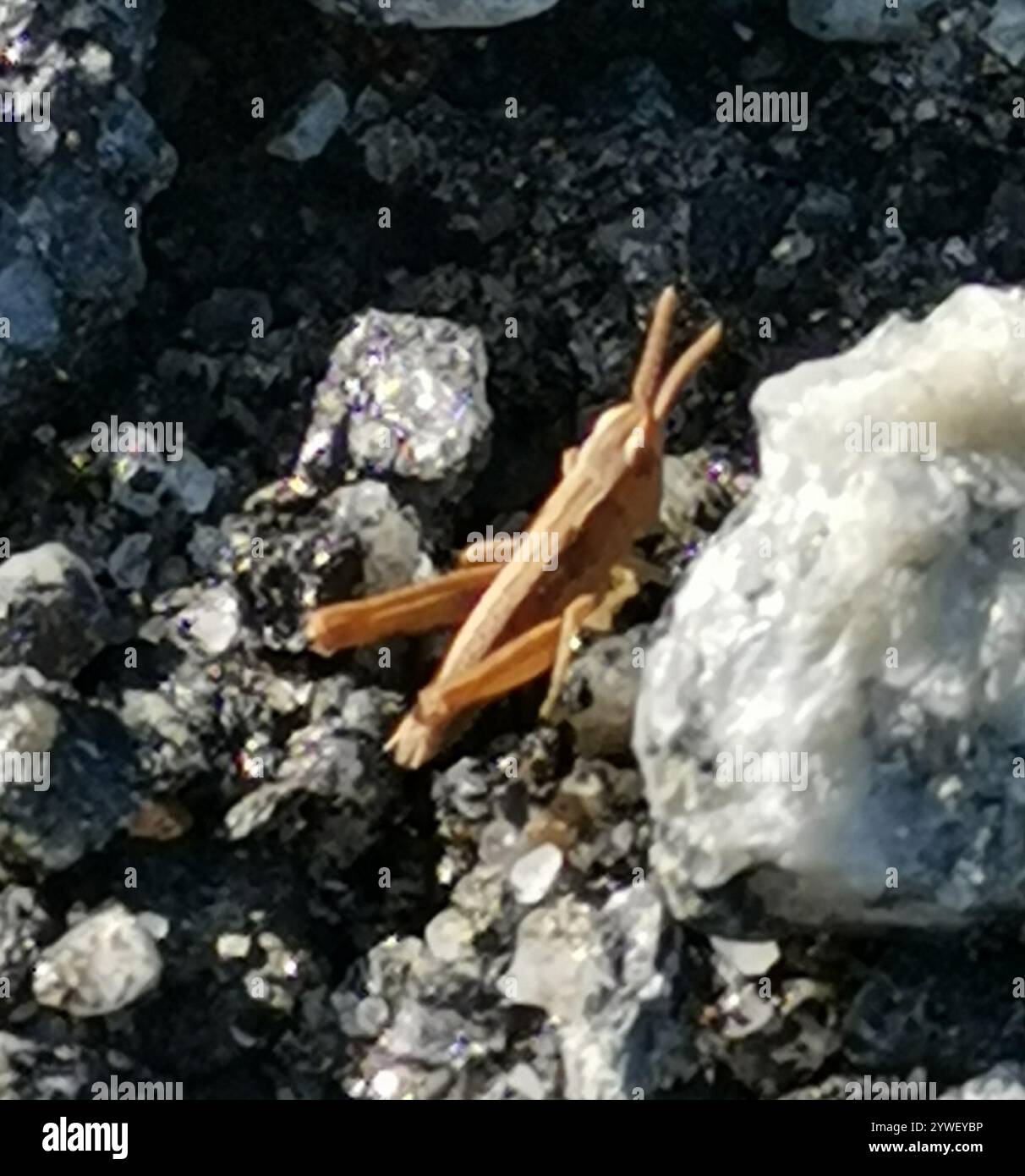 Slant-faced Grasshoppers (Gomphocerinae Stock Photo - Alamy