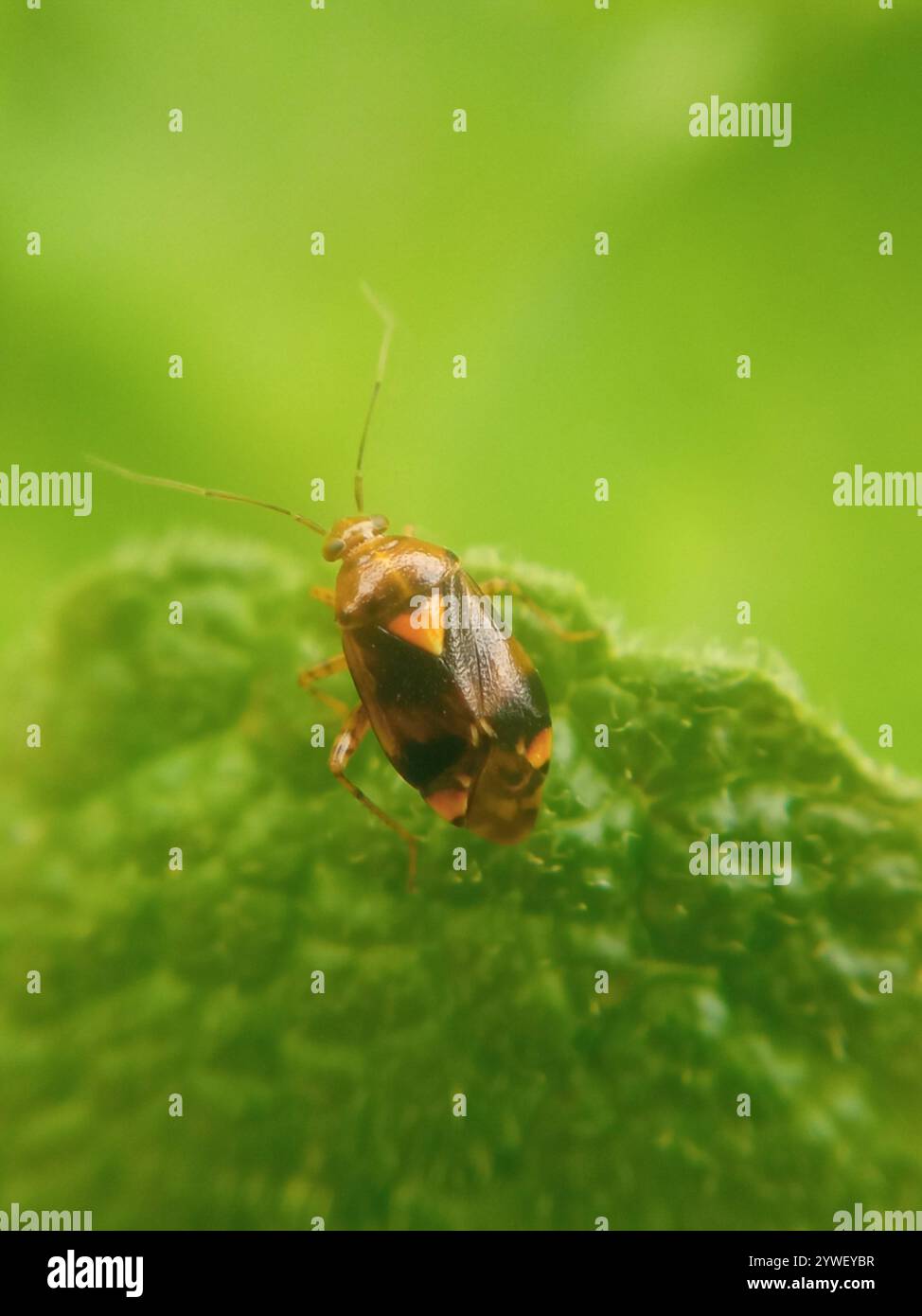 Three Spotted Nettle Bug (Liocoris tripustulatus Stock Photo - Alamy