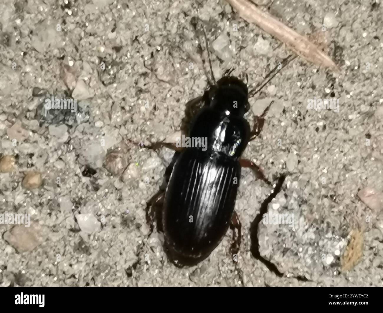 Harpalus hi-res stock photography and images - Alamy