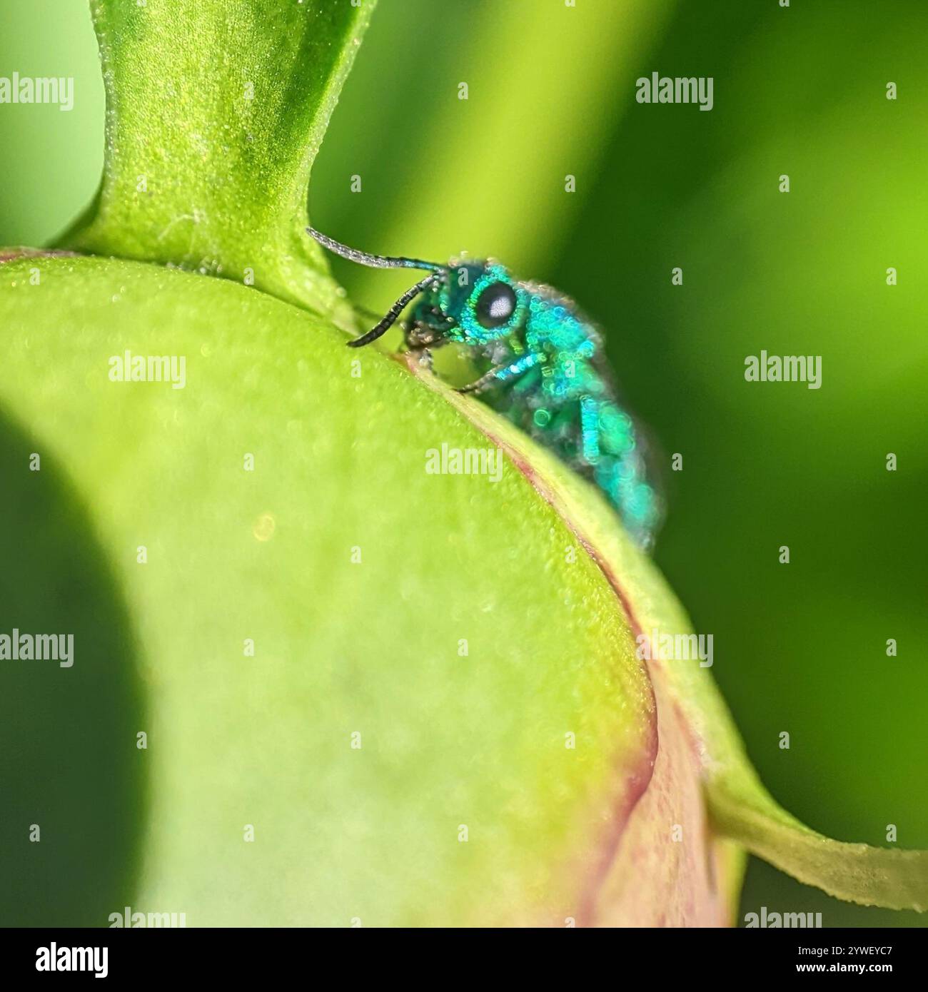 Cuckoo Wasps (Chrysididae Stock Photo - Alamy