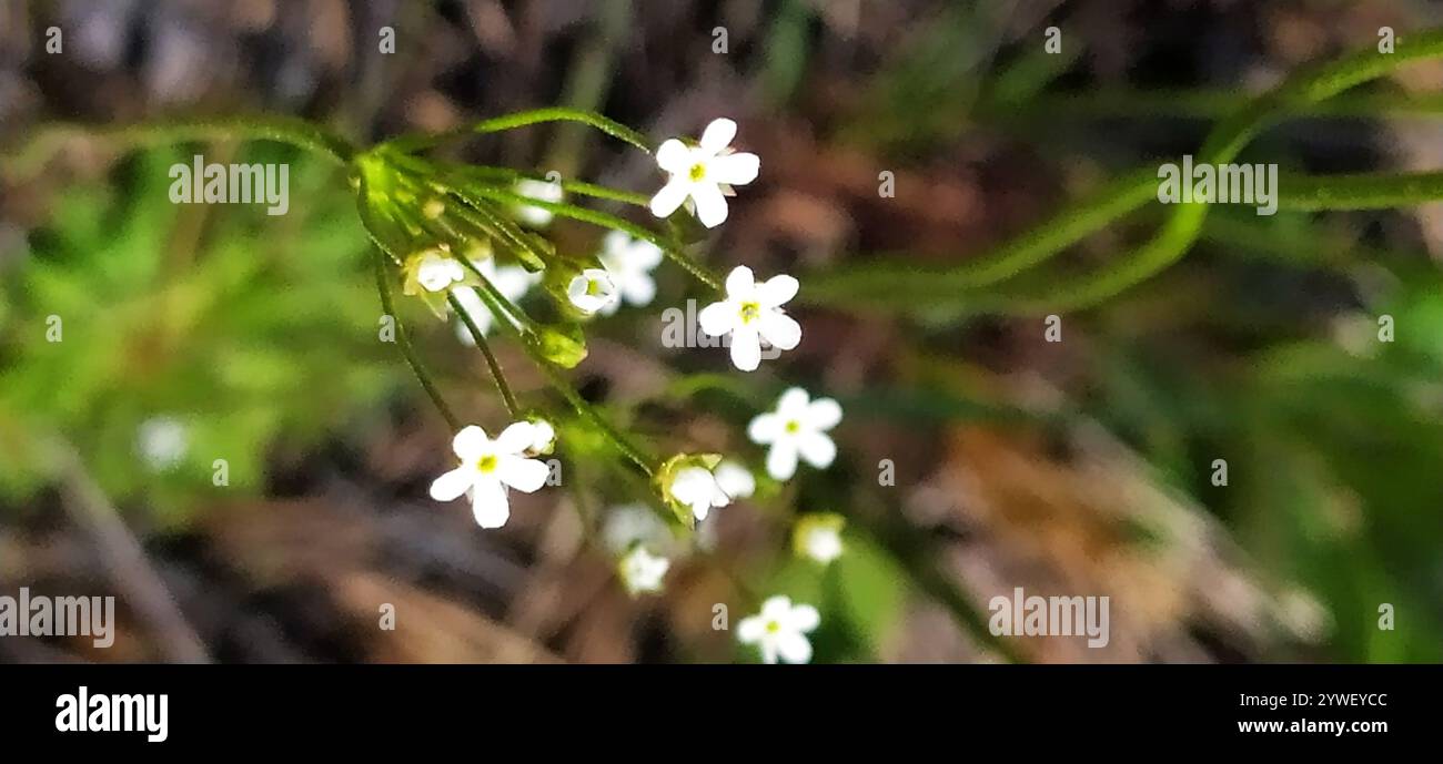 pygmy-flower rock-jasmine (Androsace septentrionalis Stock Photo - Alamy