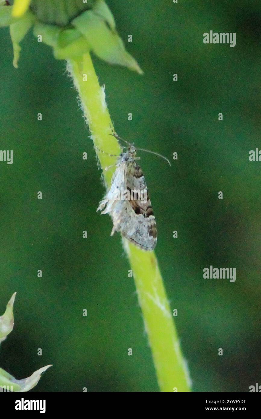 Flame Carpet (Xanthorhoe designata Stock Photo - Alamy