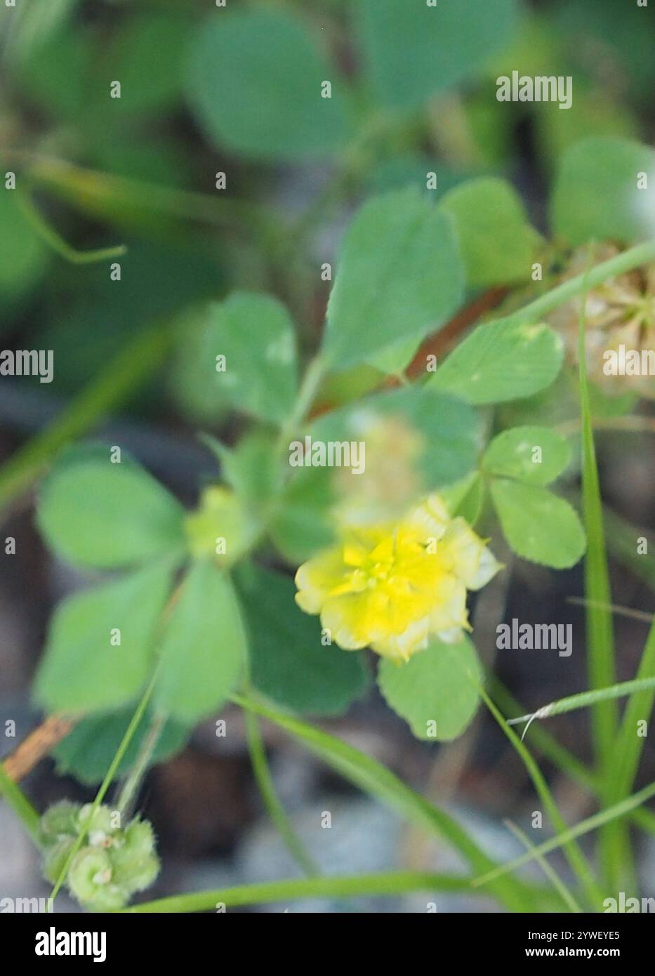 hop trefoil (Trifolium campestre Stock Photo - Alamy