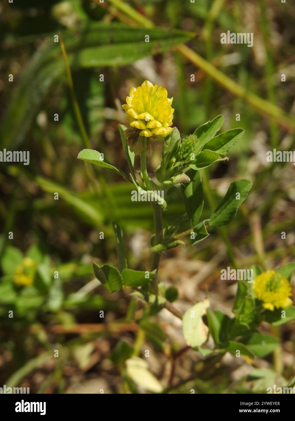 hop trefoil (Trifolium campestre Stock Photo - Alamy