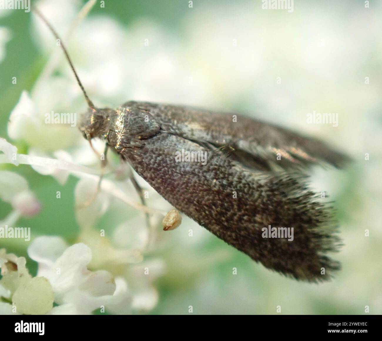 Scale-tooth Lance-wing (Phaulernis dentella Stock Photo - Alamy