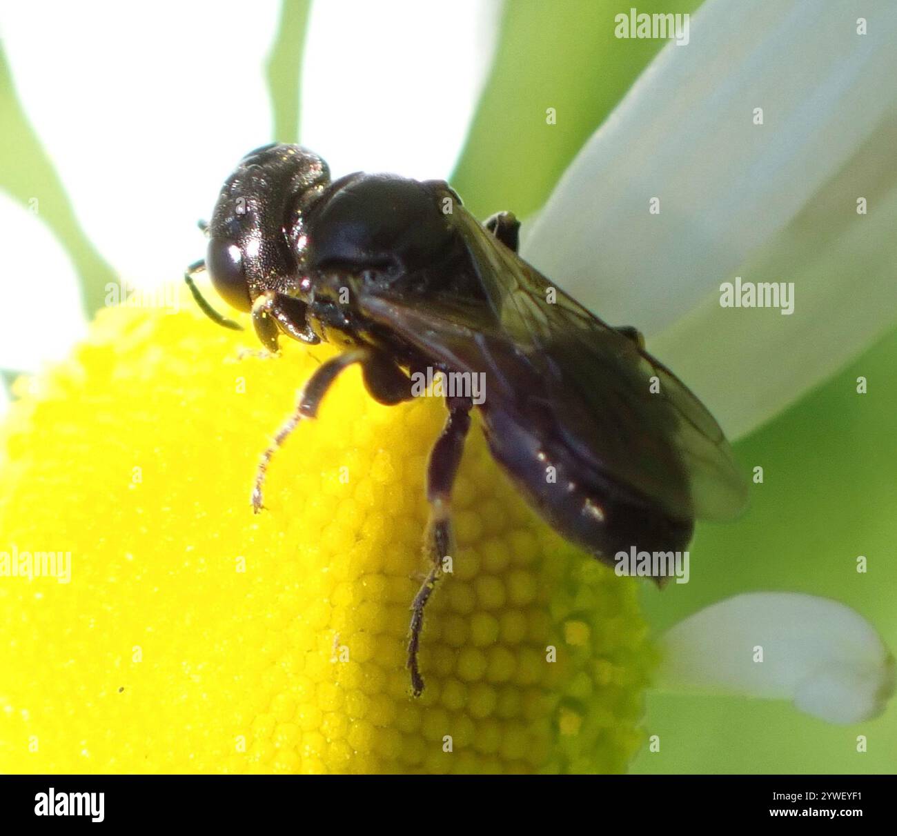 Square-headed Wasps, Sand Wasps, and Allies (Crabronidae Stock Photo ...