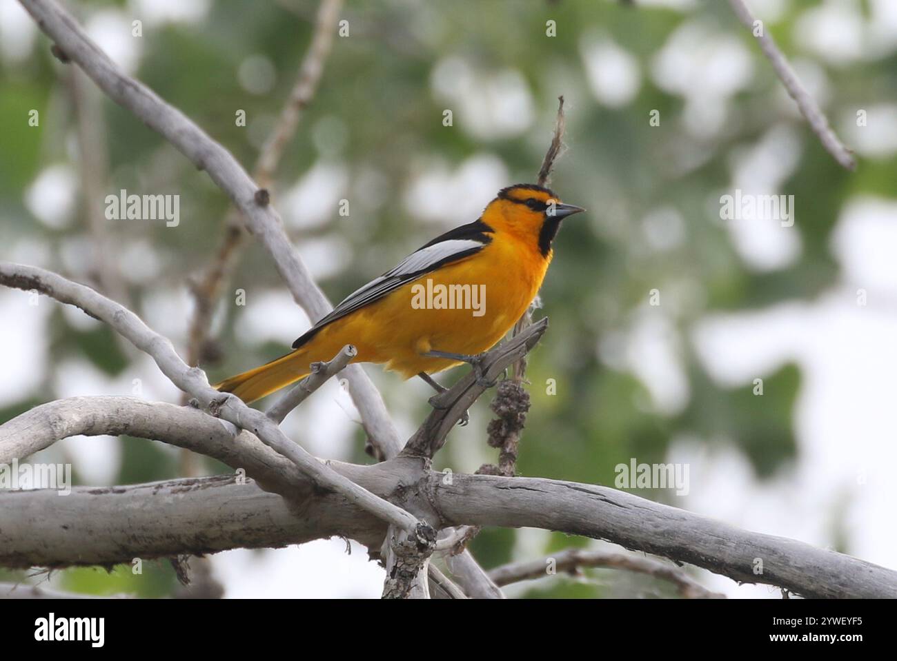 Bullock's Oriole (Icterus bullockii Stock Photo - Alamy