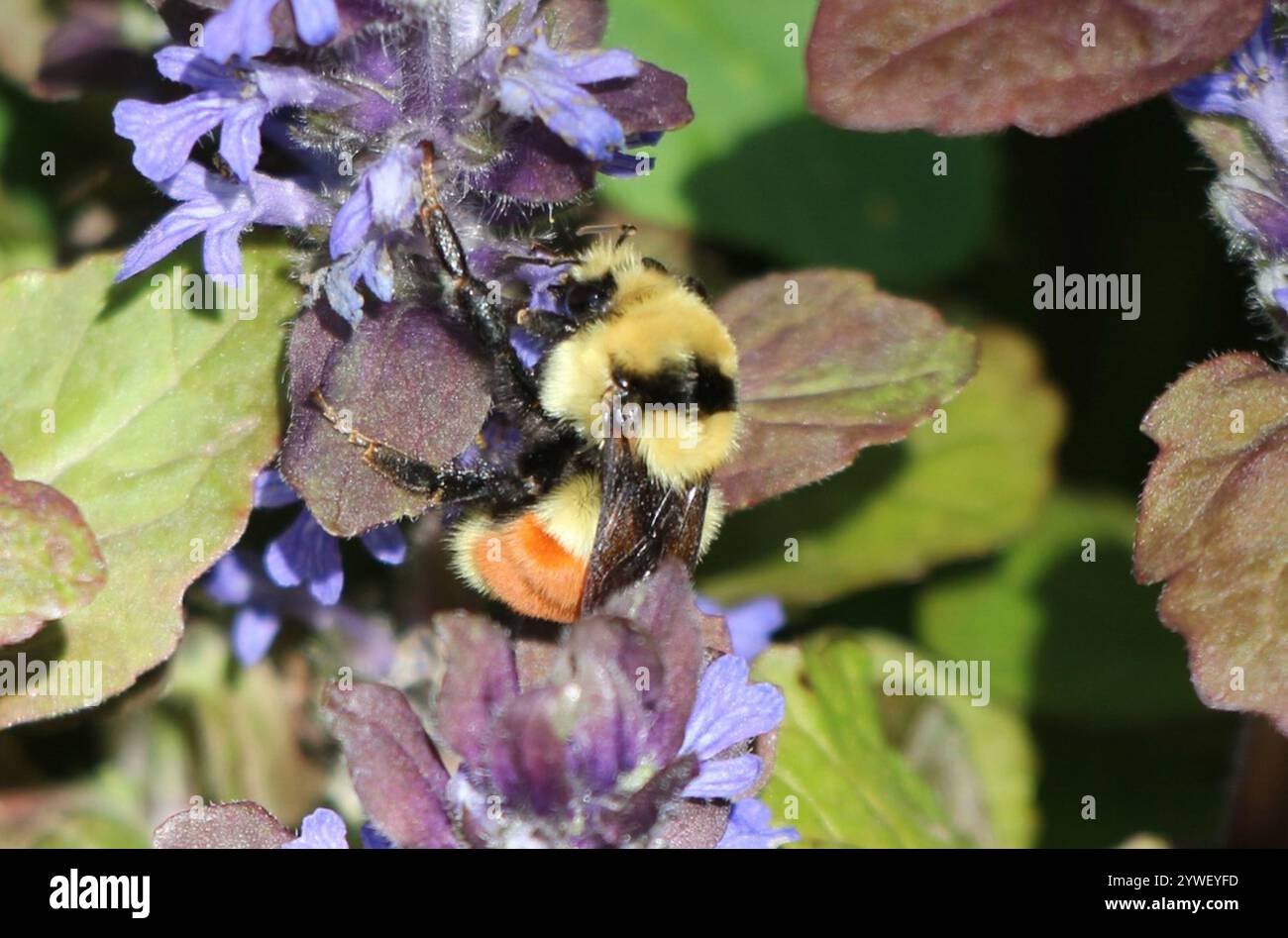 Hunt's Bumble Bee (Bombus huntii Stock Photo - Alamy