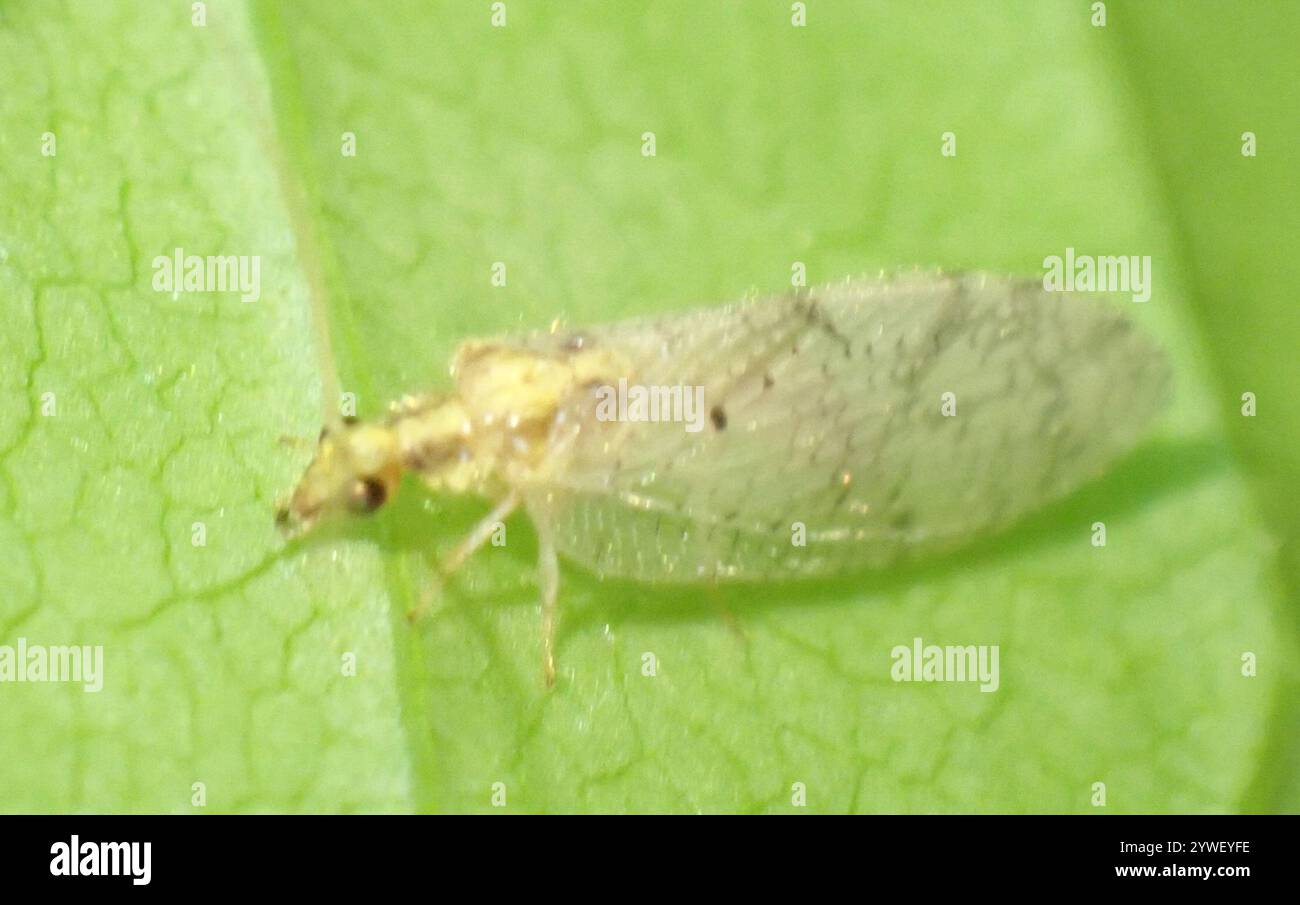 Humulin Brown Lacewing (Hemerobius humulinus Stock Photo - Alamy